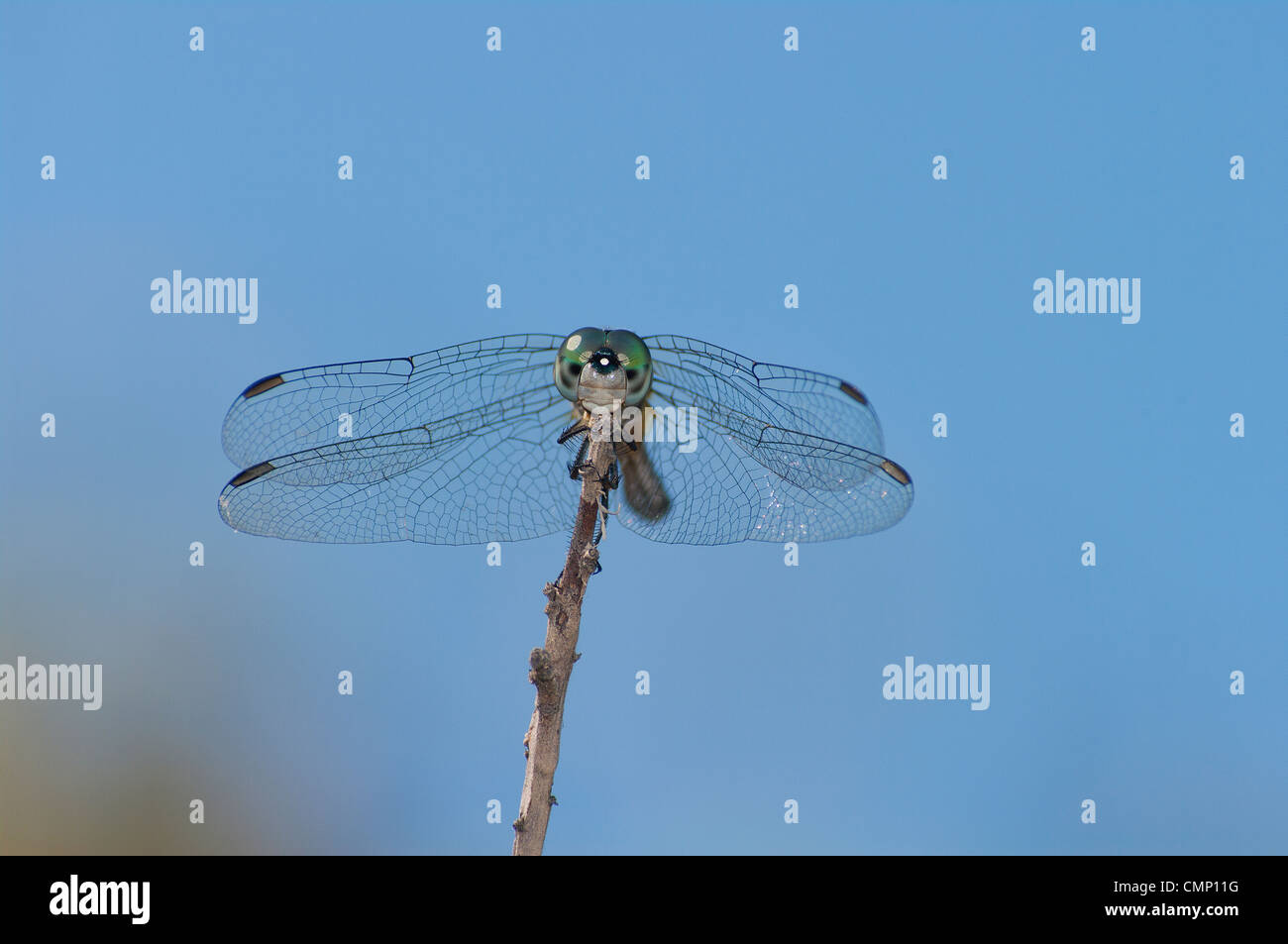 Blue Dasher Dragonfly, Pachydiplax longipennis Stock Photo - Alamy