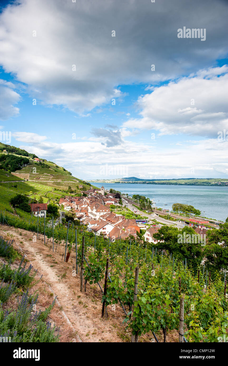Rural vineyard scenery at Twann, Switzerland Stock Photo - Alamy