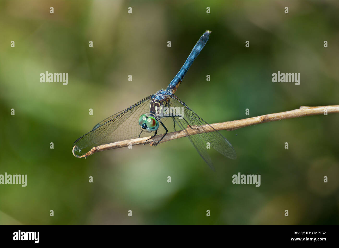 Blue Dasher Dragonfly, Pachydiplax longipennis Stock Photo - Alamy