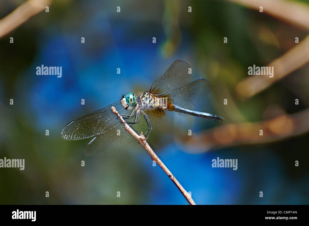 Blue Dasher Dragonfly, Pachydiplax longipennis Stock Photo - Alamy