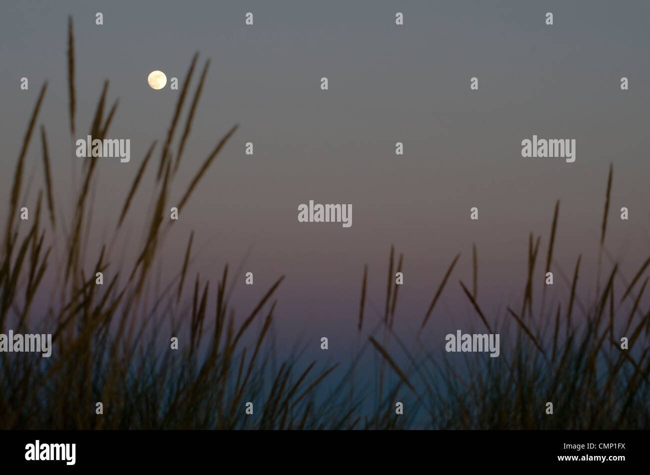 the moon throw the grass Stock Photo - Alamy