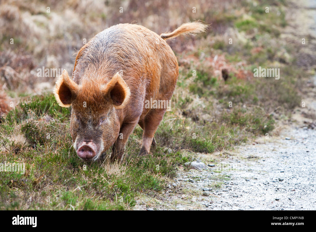 A free range pig on Raasay Scotland, UK Stock Photo - Alamy