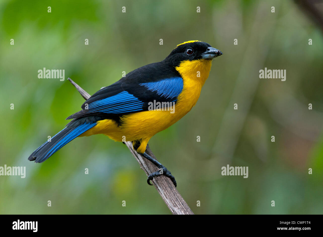 Blue-winged Mountain Tanager, Anisognathus somptuosus, Tandayapa region ...