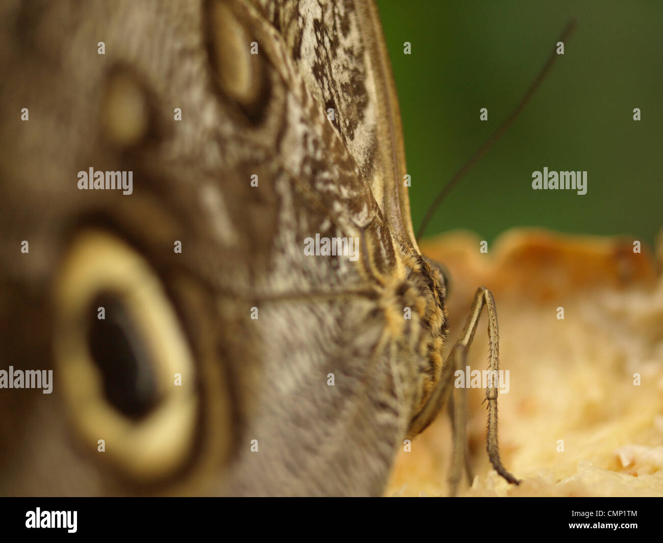 Butterfly eating hi-res stock photography and images - Alamy