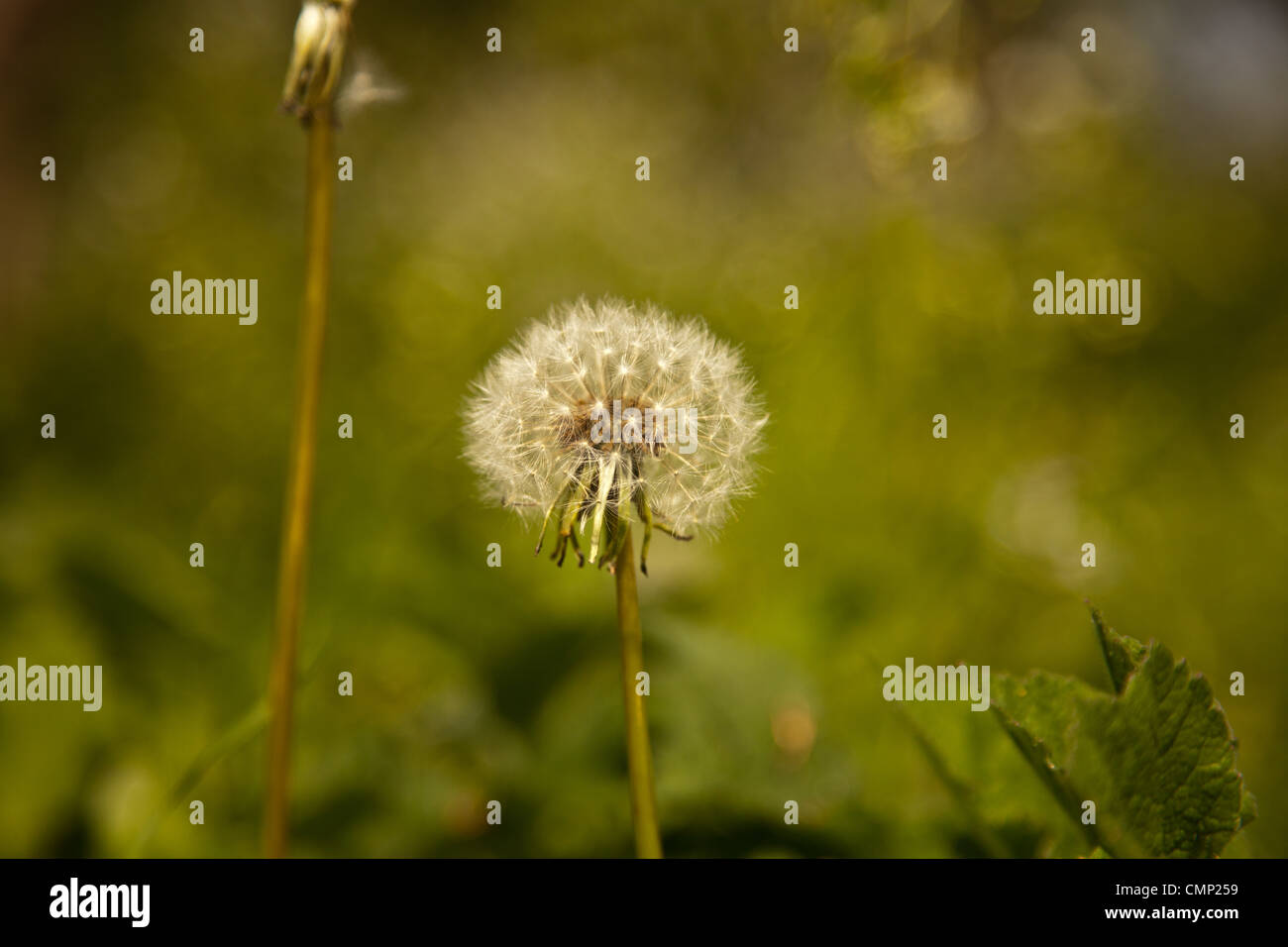 Germinate dandelion hi-res stock photography and images - Alamy