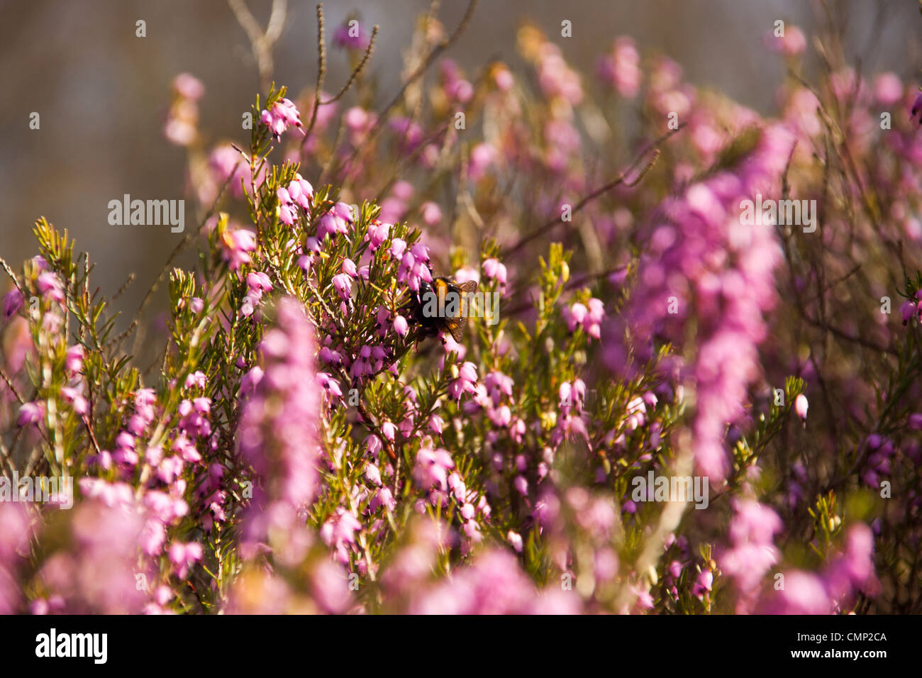 bumble bee on heather collecting pollen Stock Photo - Alamy