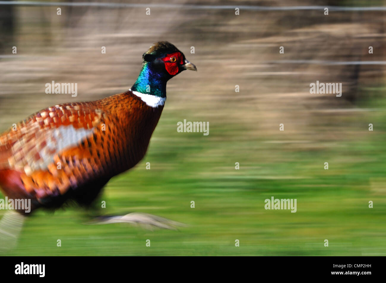A running Pheasant Stock Photo - Alamy