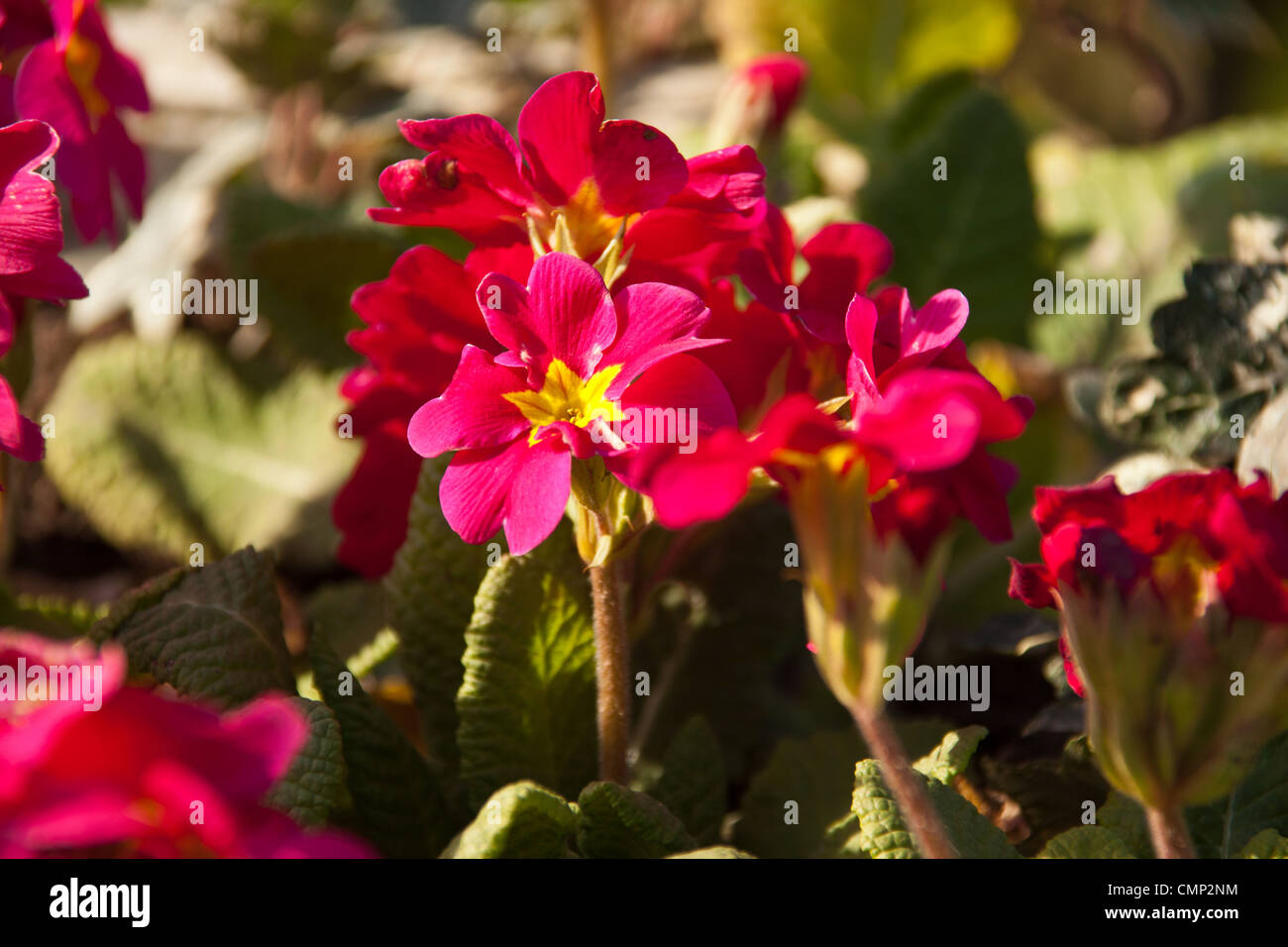 red and yellow primrose,primulas vulgaris, primrose Stock Photo - Alamy