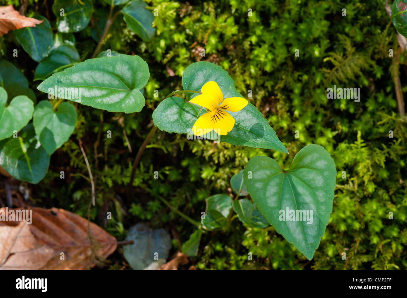 Halberdleaf Violet, Viola hastata, wildflower Stock Photo - Alamy