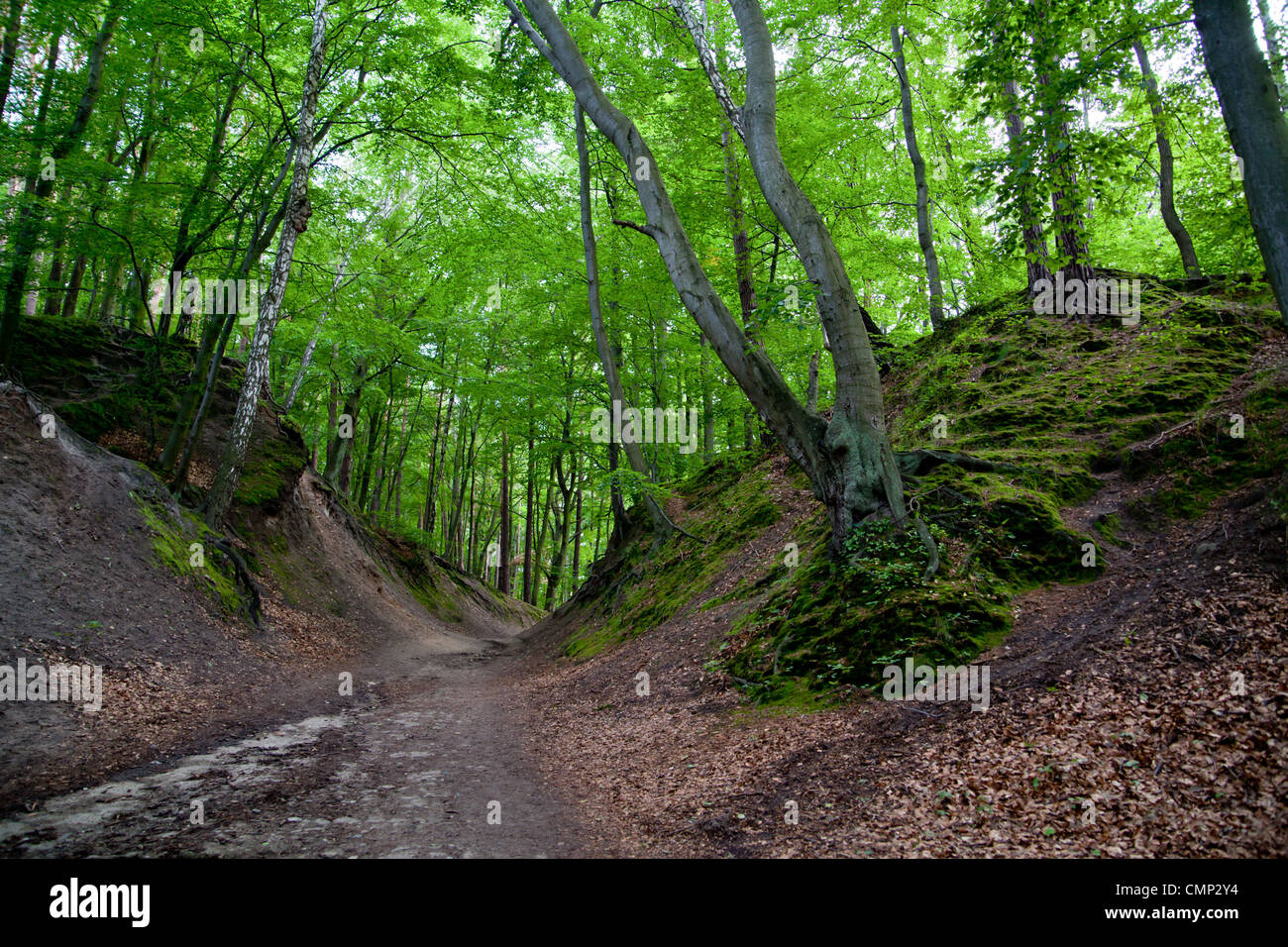 Fresh green forest Stock Photo - Alamy