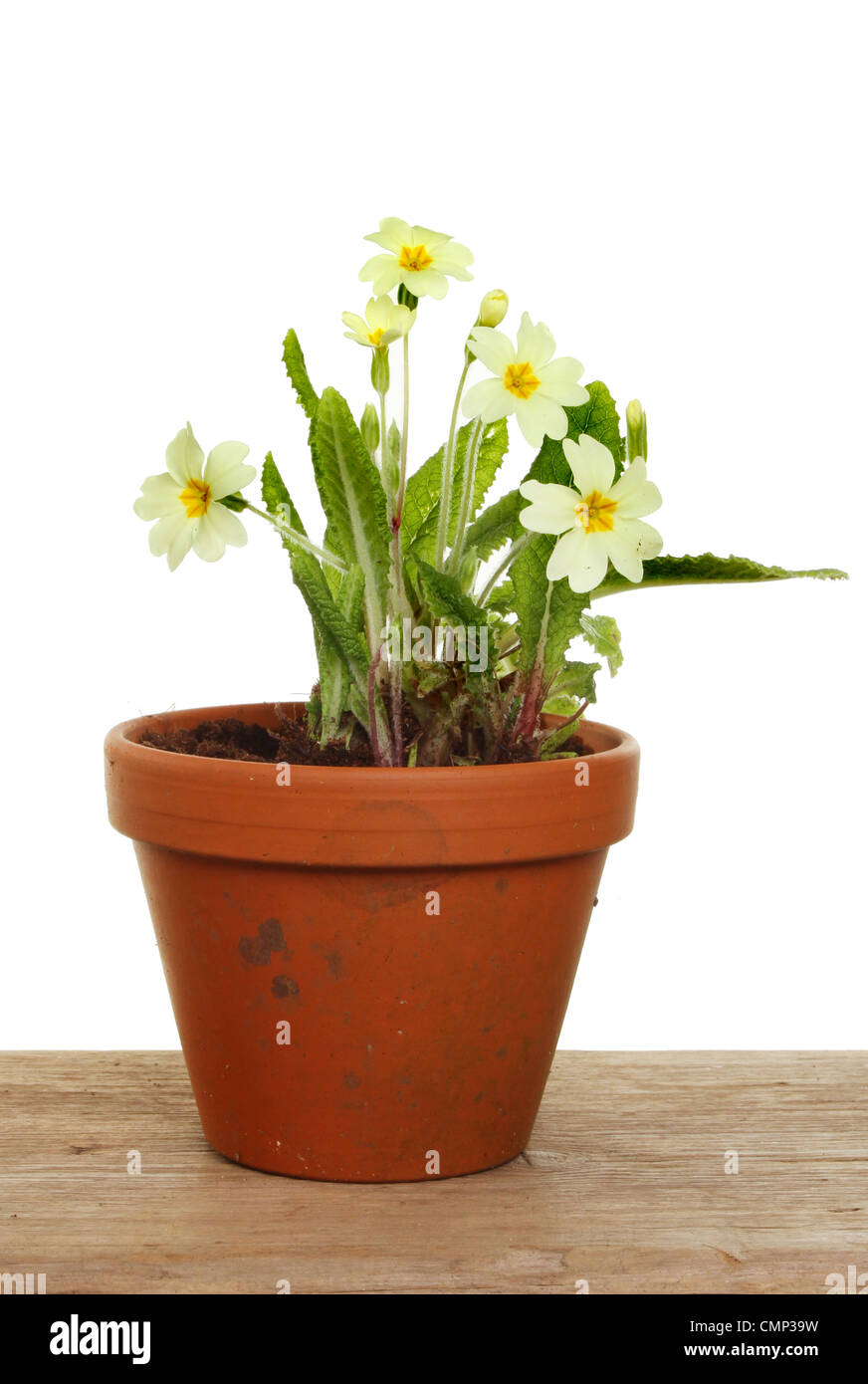 Primrose plant hi-res stock photography and images - Alamy