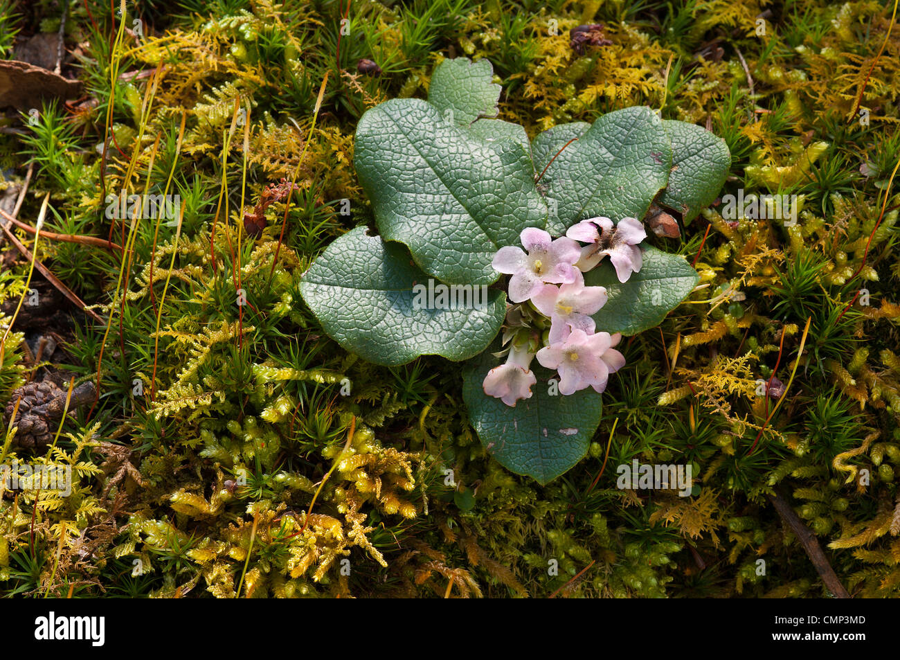 Trailing Arbutus Leaves