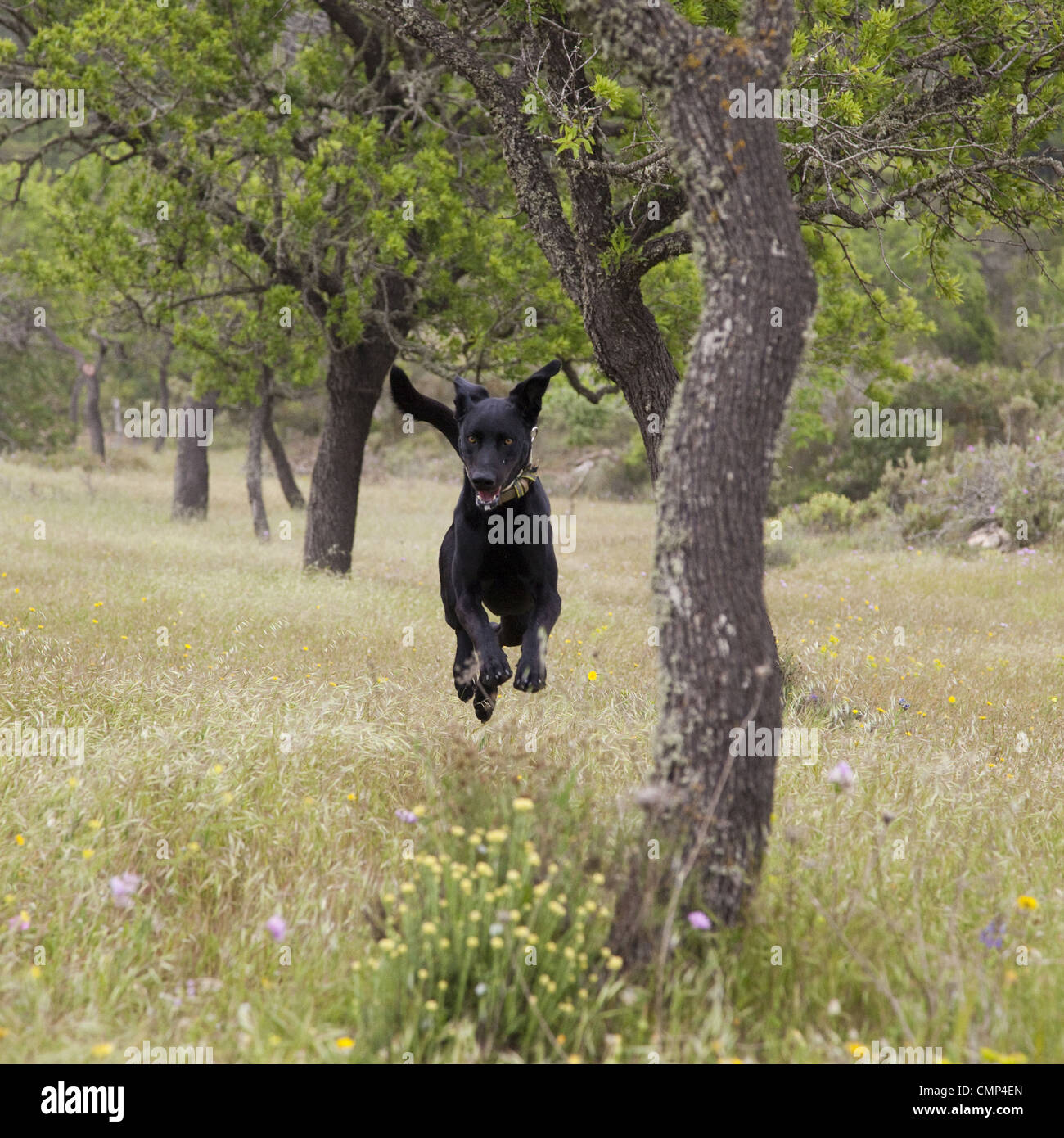 Bounding dog hi-res stock photography and images - Alamy