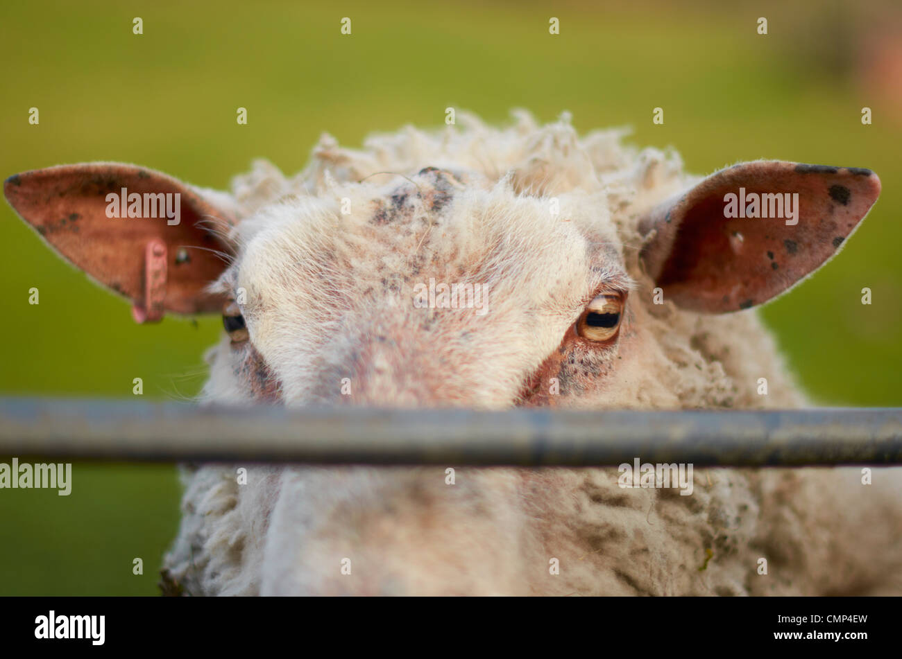 sheep behind a gate / fence Stock Photo - Alamy