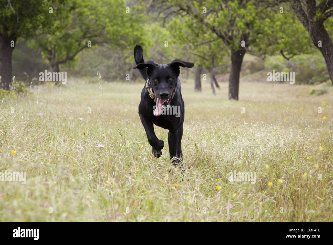 Dog, bounding, spring, vitality, walkies Stock Photo - Alamy