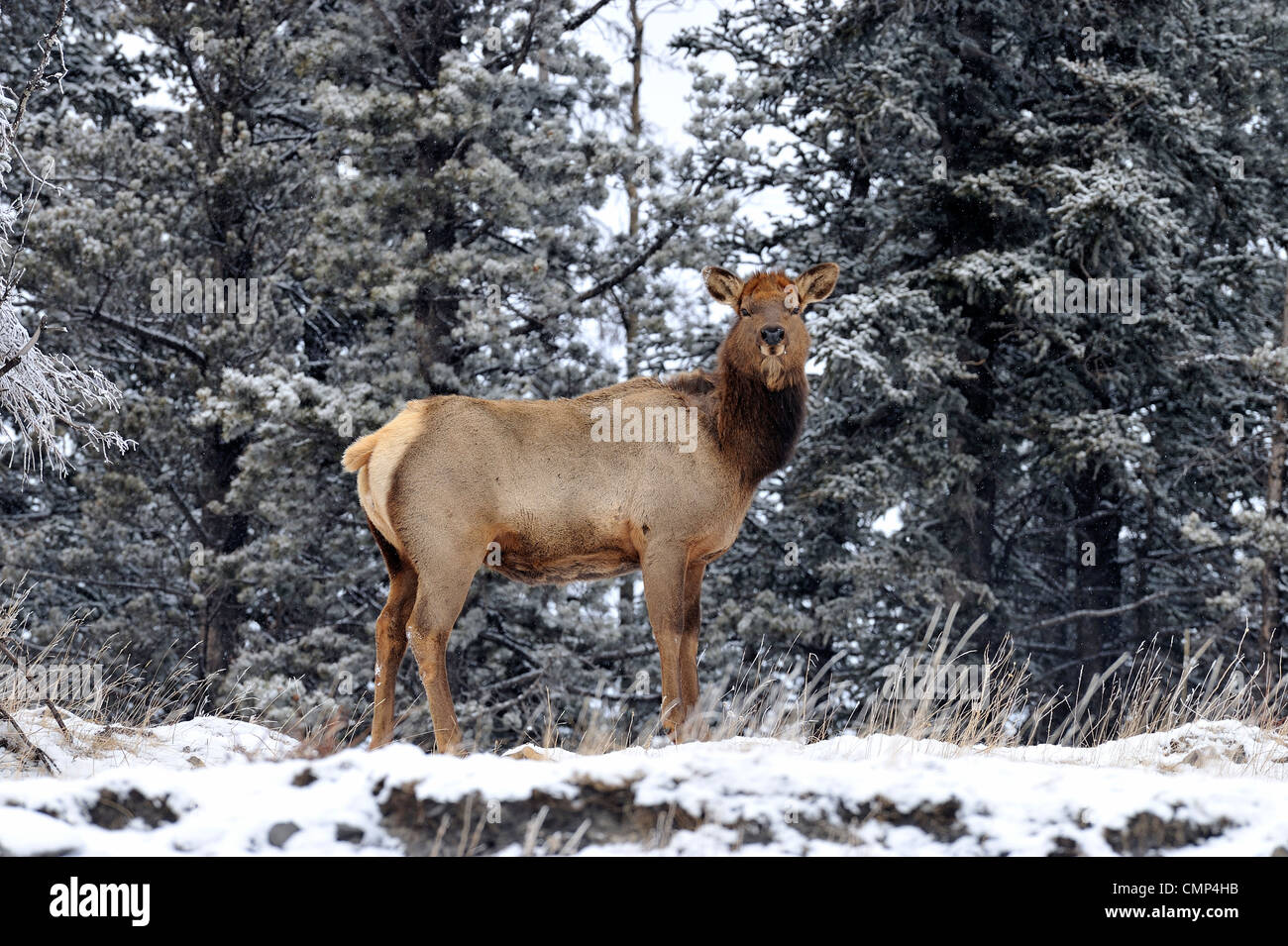 A young cow elk Stock Photo - Alamy