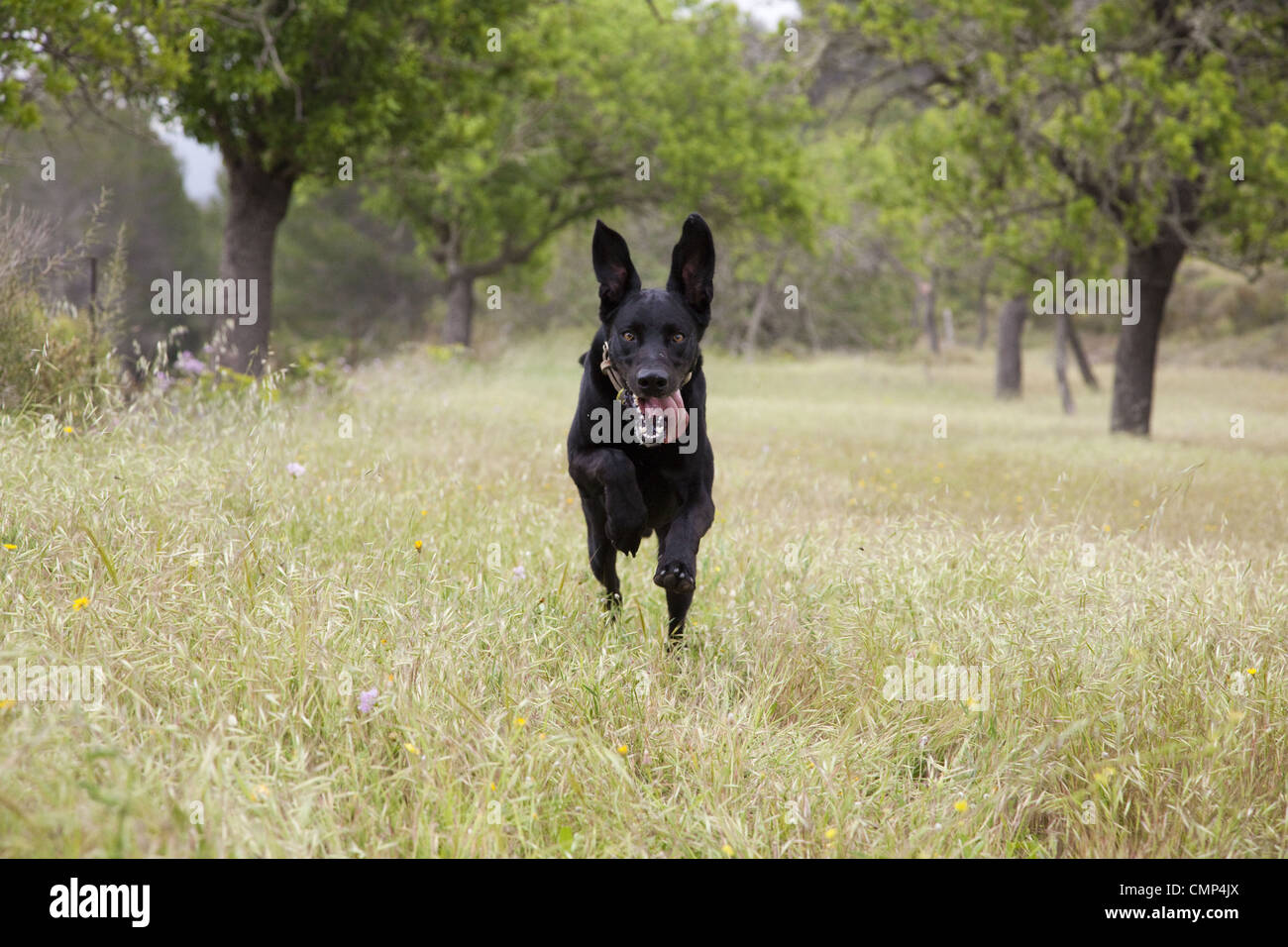 Bounding dog hi-res stock photography and images - Alamy