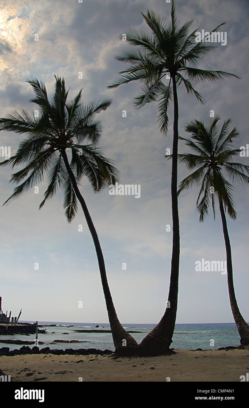 Three Palms High Resolution Stock Photography and Images - Alamy