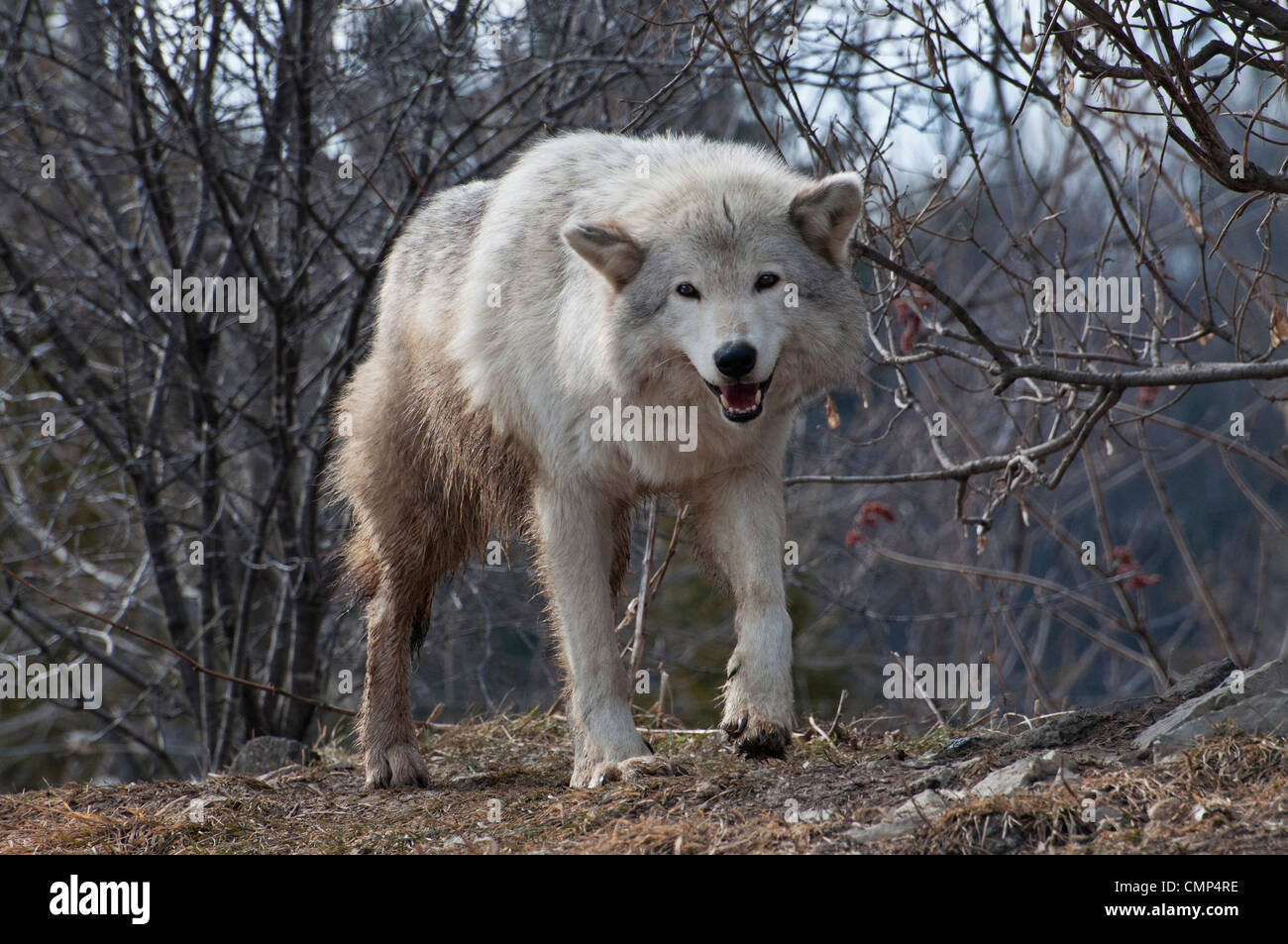 A curious Timber Wolf Stock Photo - Alamy