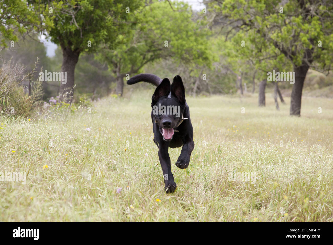 Bounding dog hi-res stock photography and images - Alamy