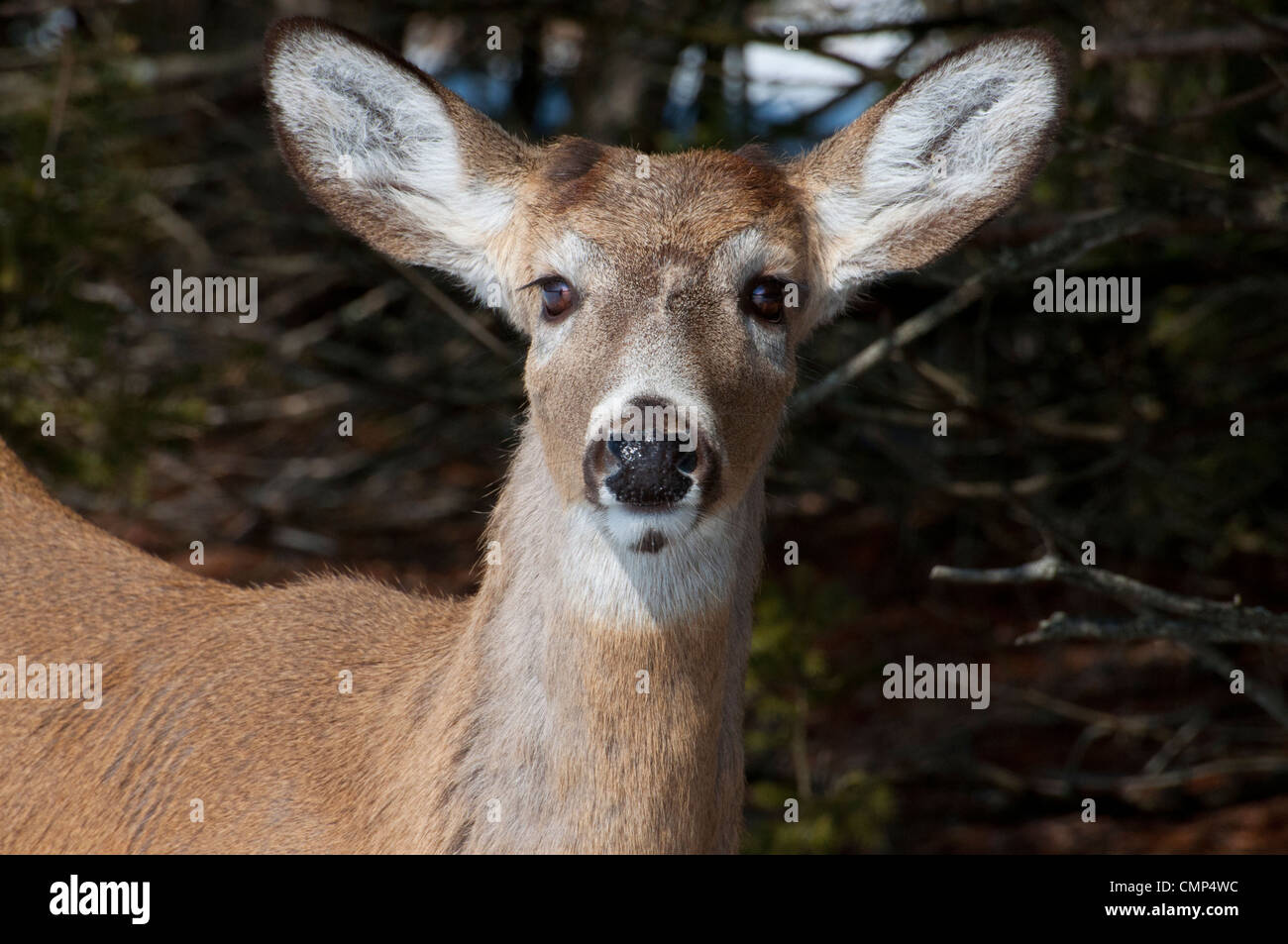 Close up white female deer hi-res stock photography and images - Alamy