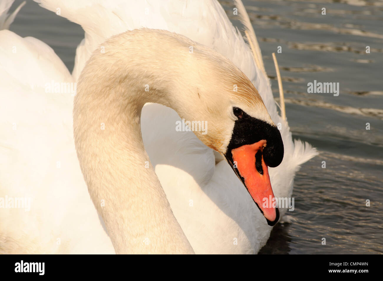 Dirty swan hi-res stock photography and images - Alamy