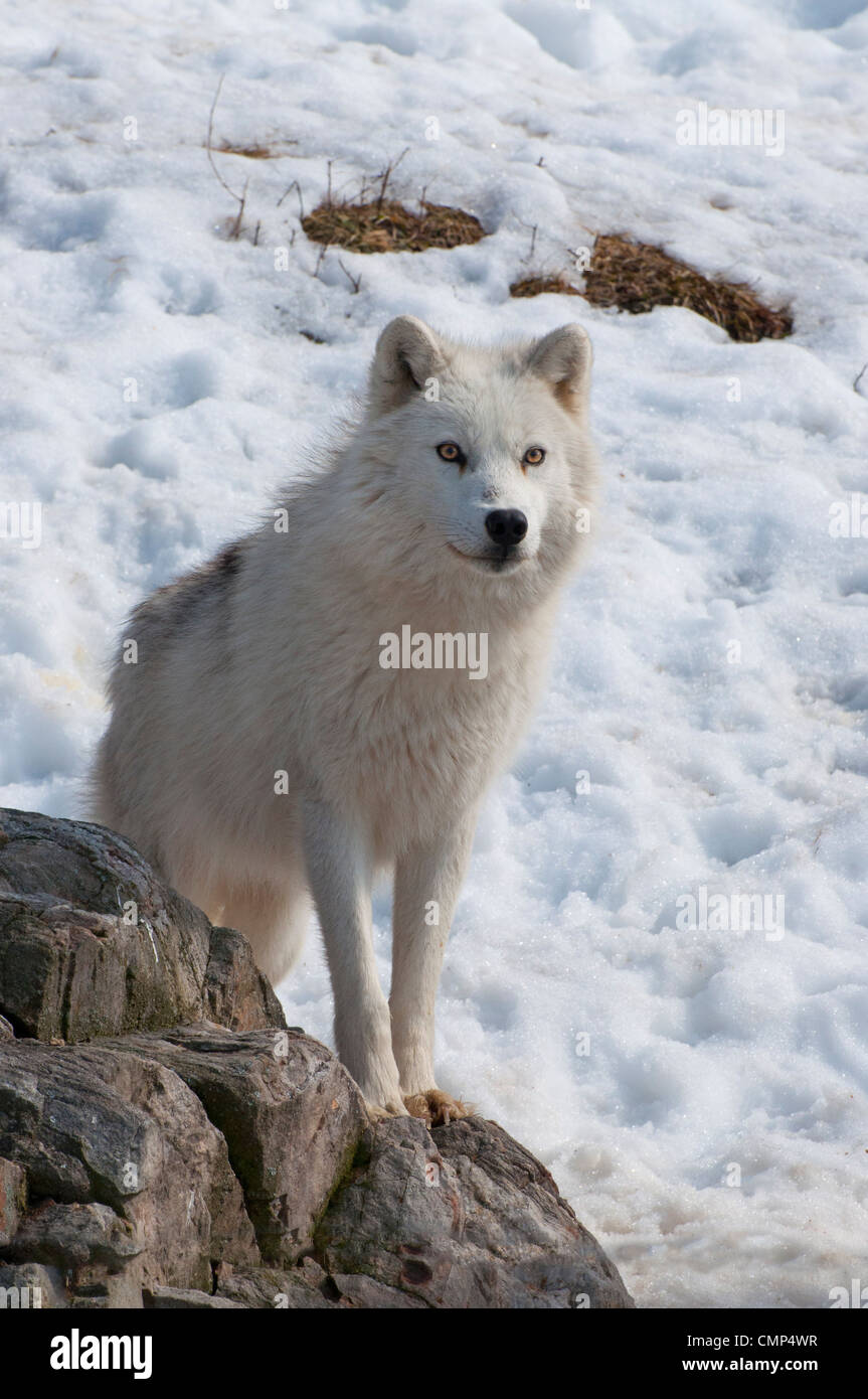 A curious Arctic Wolf Stock Photo - Alamy