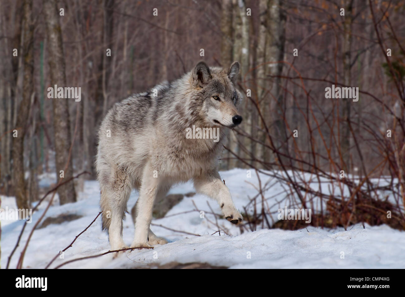 A Timber Wolf approaching Stock Photo - Alamy
