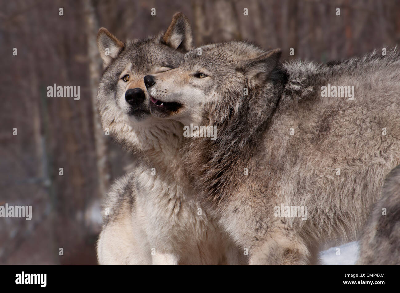 A pair of Timber Wolves Stock Photo - Alamy