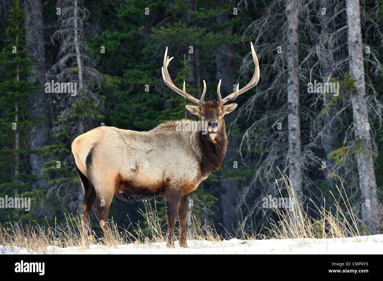 Side view large bull elk hi-res stock photography and images - Alamy