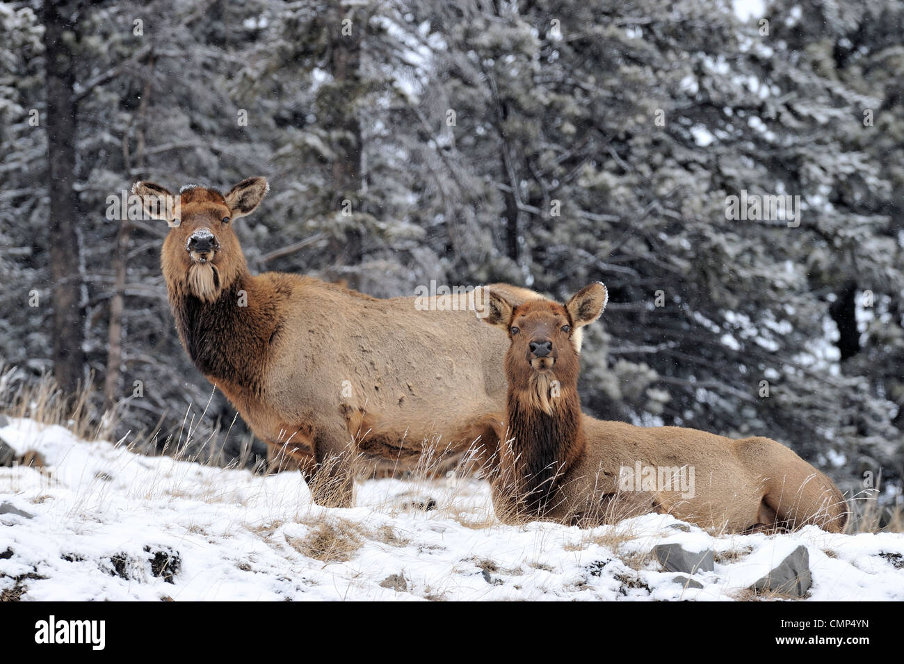 Two snow on rock hi-res stock photography and images - Alamy