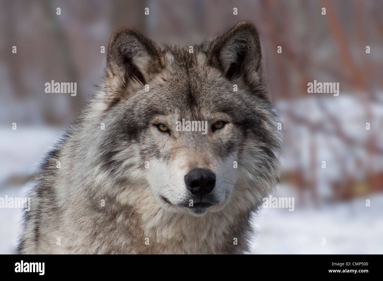 Close-up of a Timber Wolf Stock Photo - Alamy