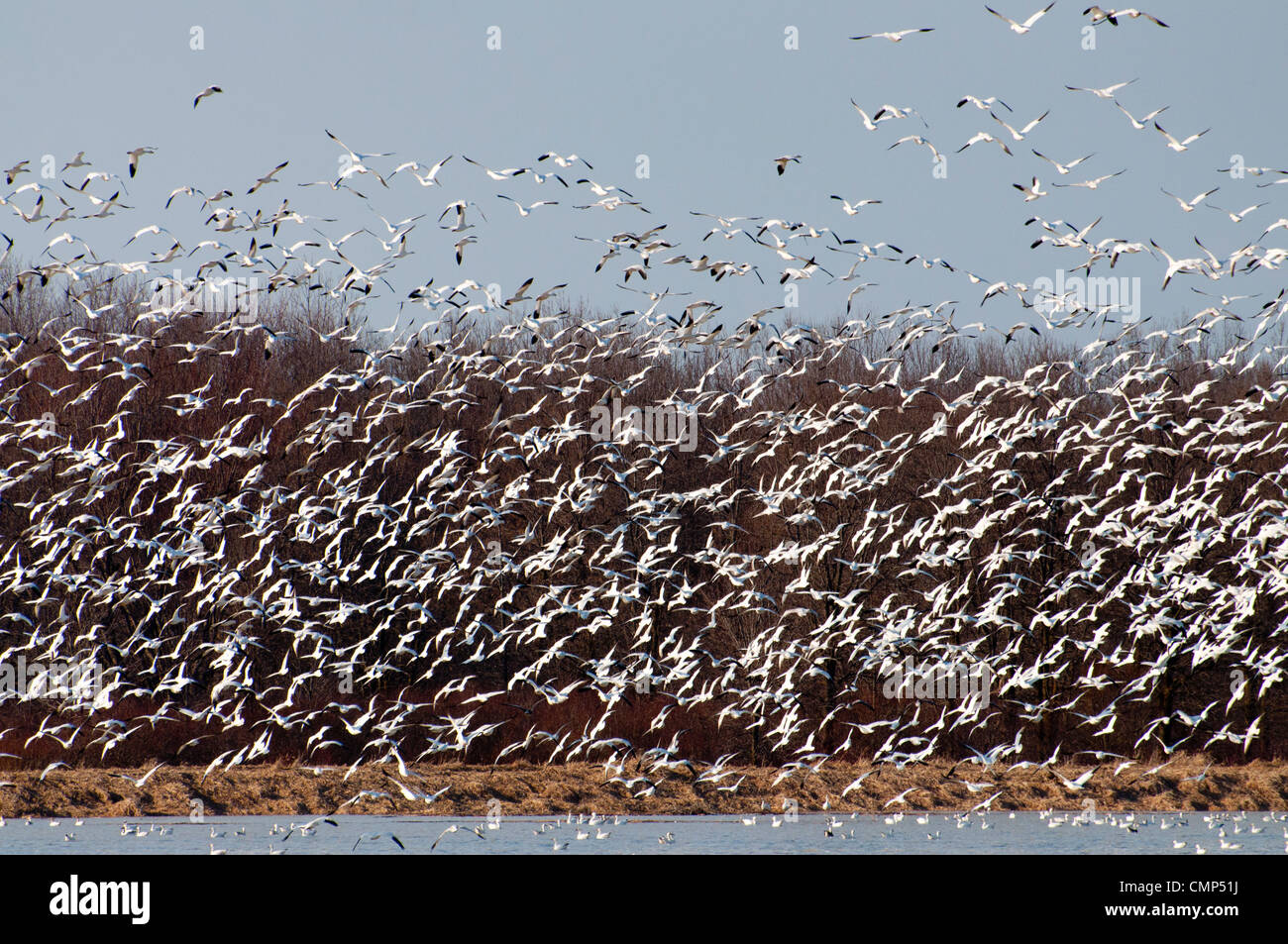 Flocks snow geese hi-res stock photography and images - Alamy