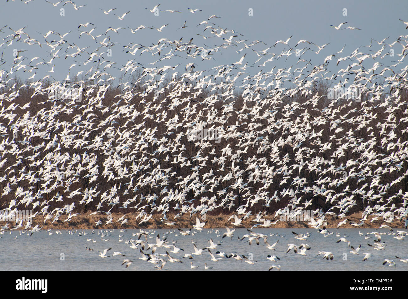 Flocks snow geese hi-res stock photography and images - Alamy