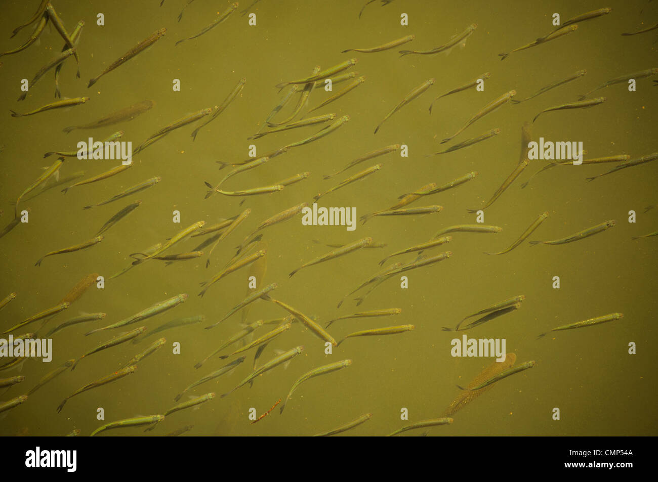 Incredible fish hi-res stock photography and images - Alamy