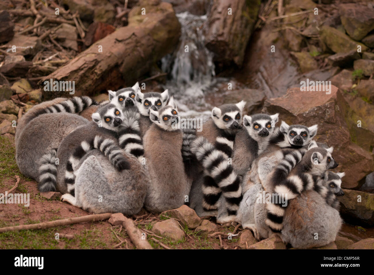 Ring-tailed lemur ( Lemur catta ) looking skyward for predators Stock ...