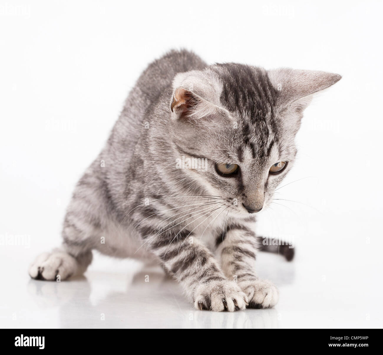 Grey kitten playing and white background Stock Photo - Alamy