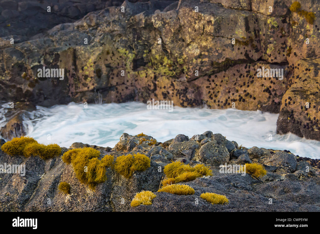 Surf grass hi-res stock photography and images - Alamy