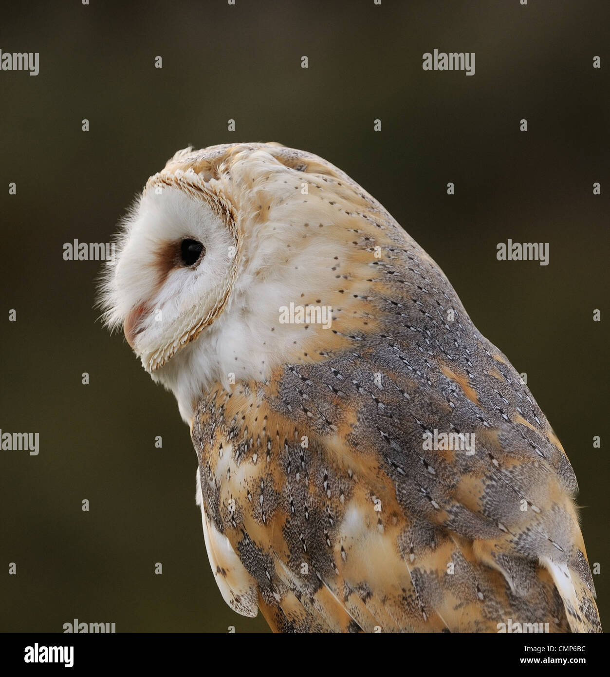 Barn Owl photographed n the middle of autumn colored vegetation at a ...