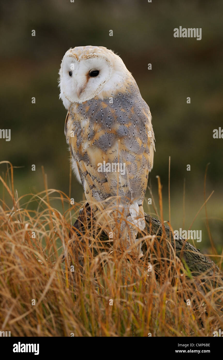 Barn Owl photographed n the middle of autumn colored vegetation at a ...