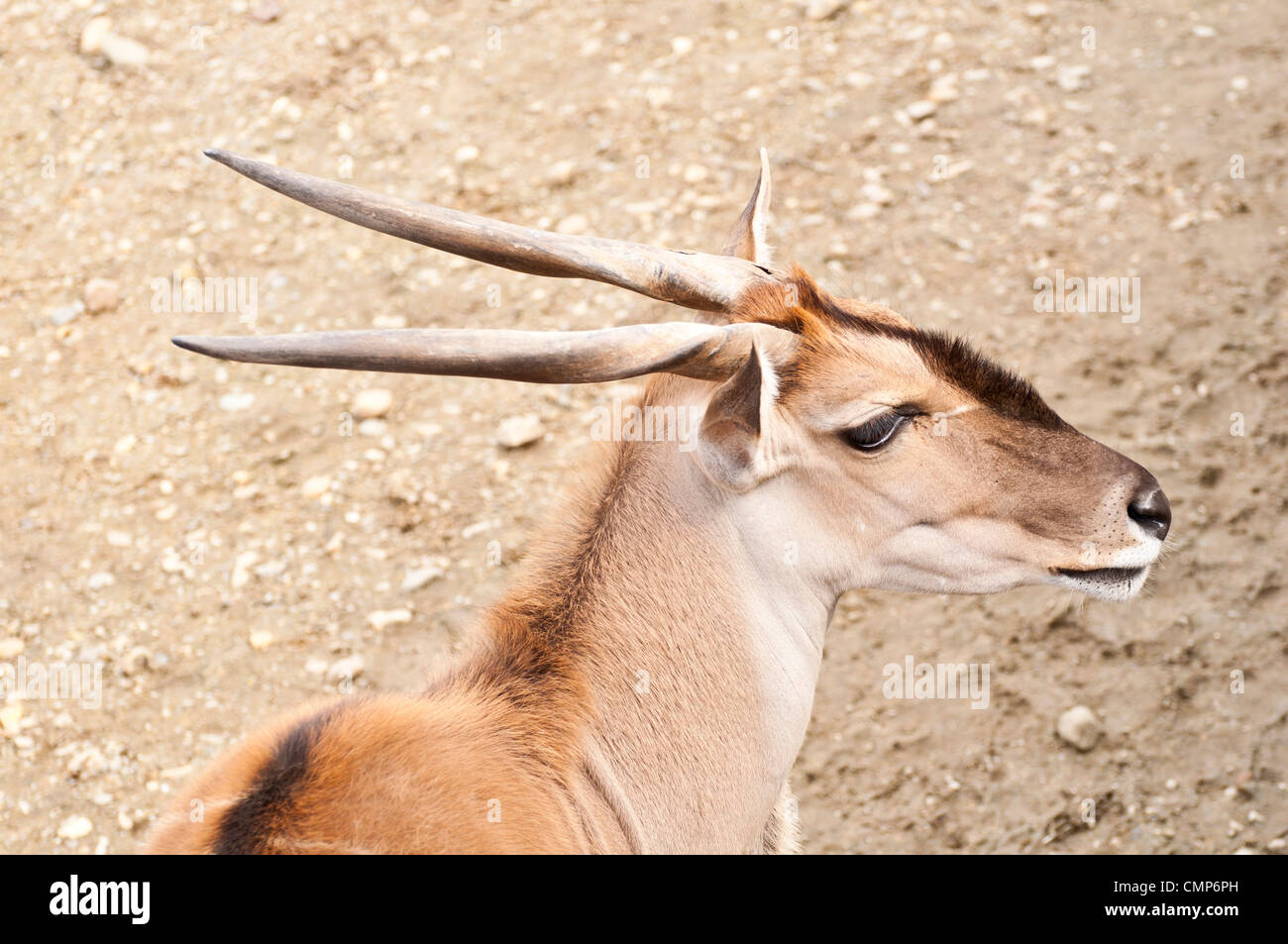 Portrait of Antelope in Zoo field Stock Photo - Alamy