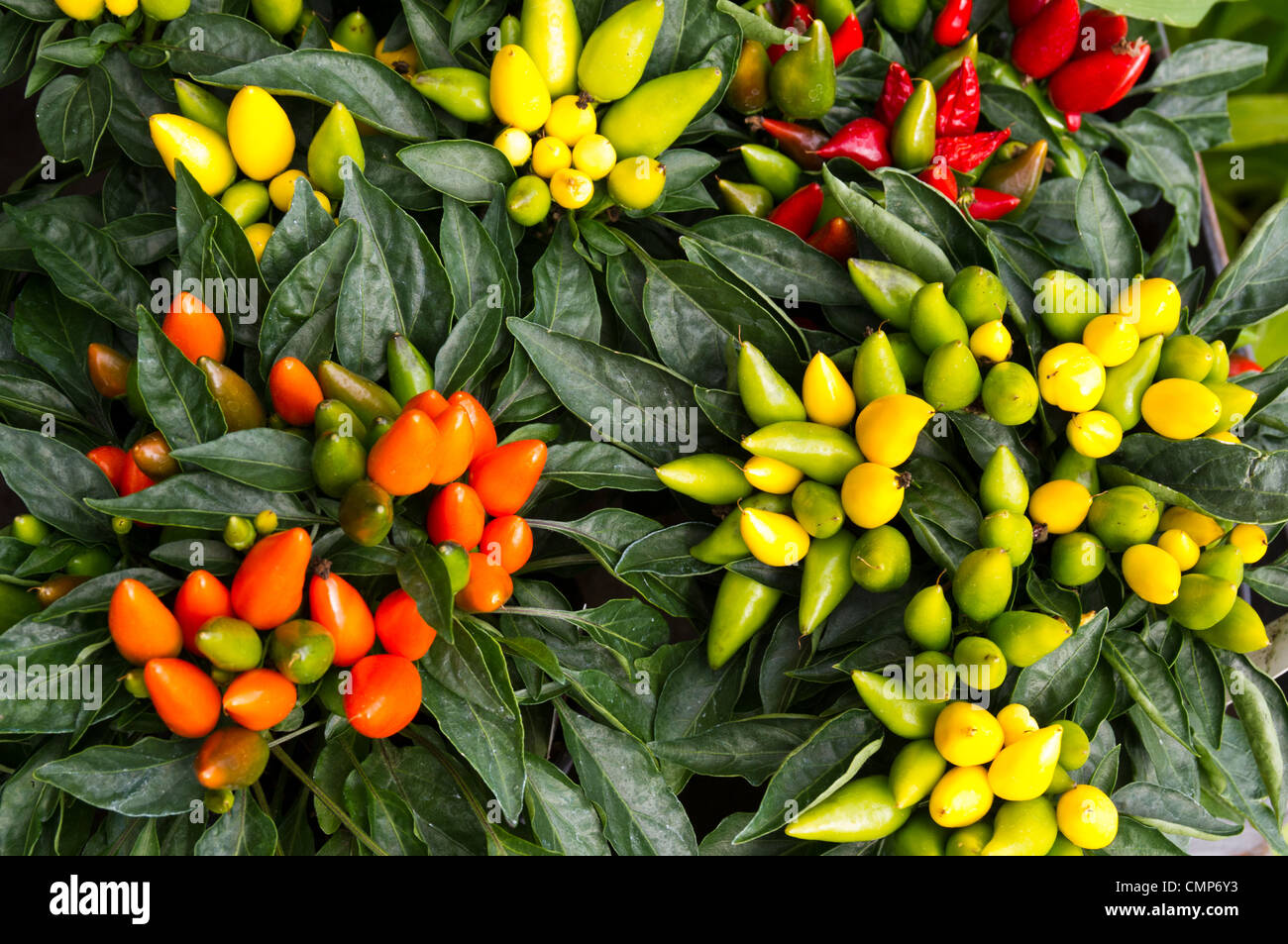Ornamental pepper hi-res stock photography and images - Alamy