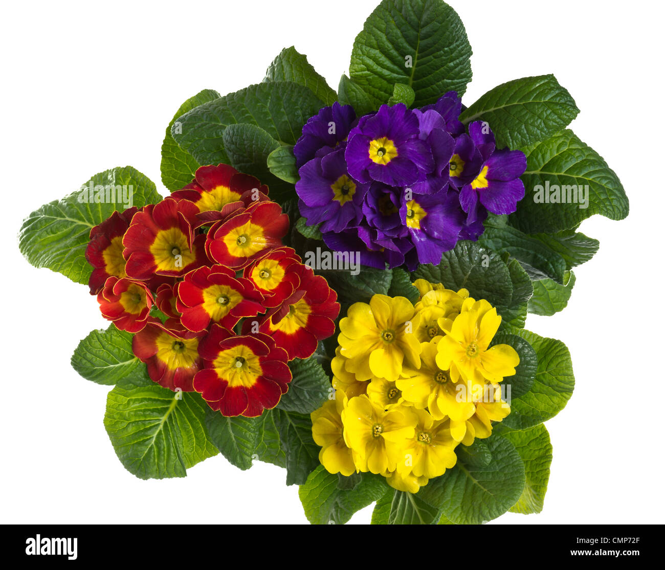 Three blooming primroses in different colors isolated on white Stock ...