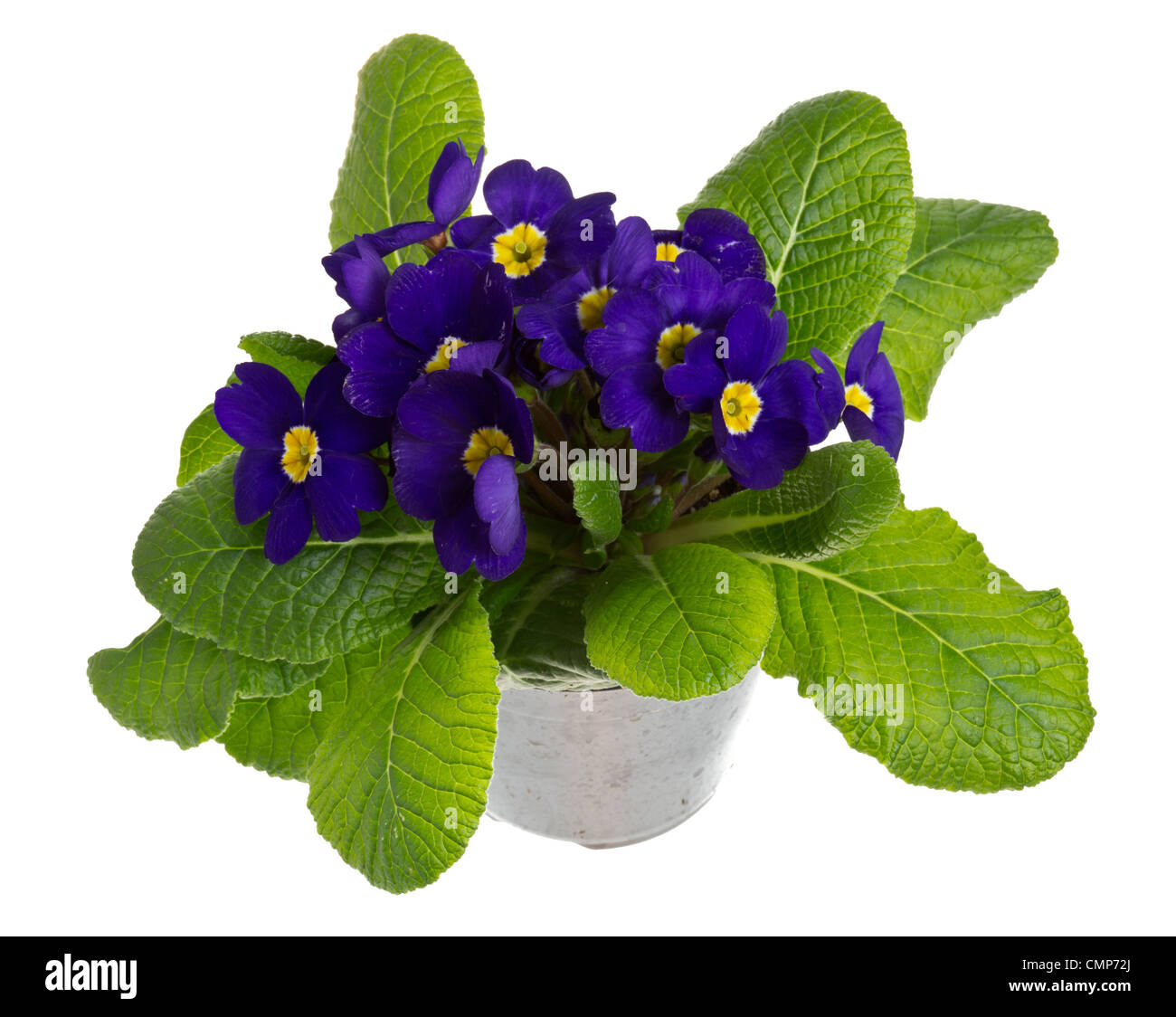 Blue flowering potted primrose isolated on white Stock Photo - Alamy