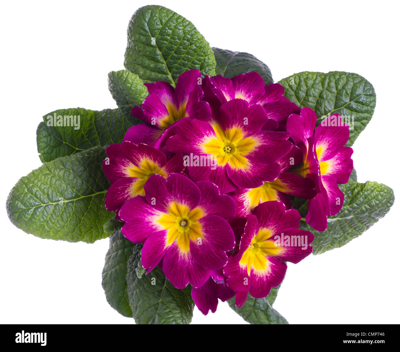 A magenta flowered primrose isolated on white Stock Photo - Alamy