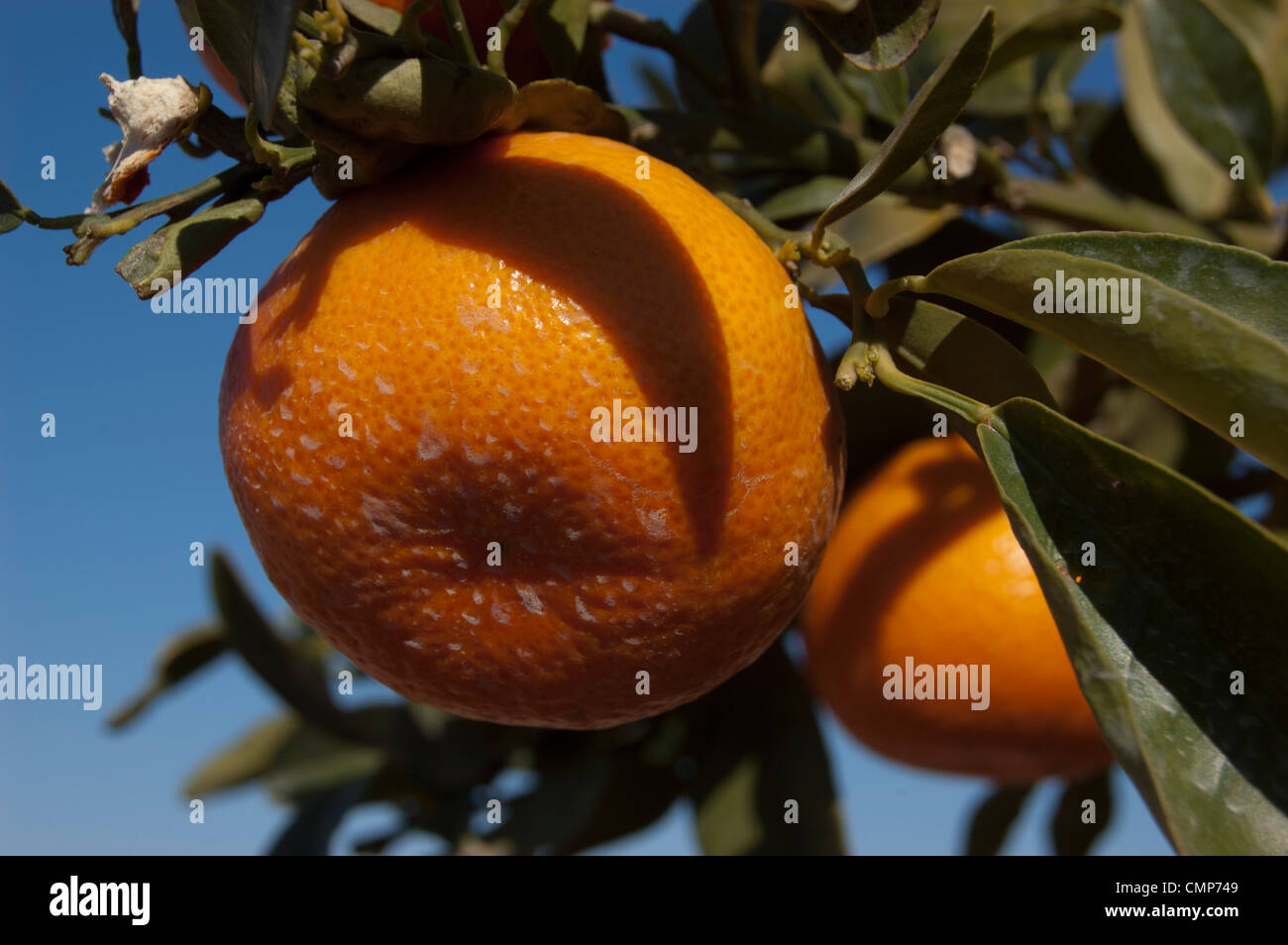 A close-up of a tangerine on a tree with damage in Madera County Stock ...