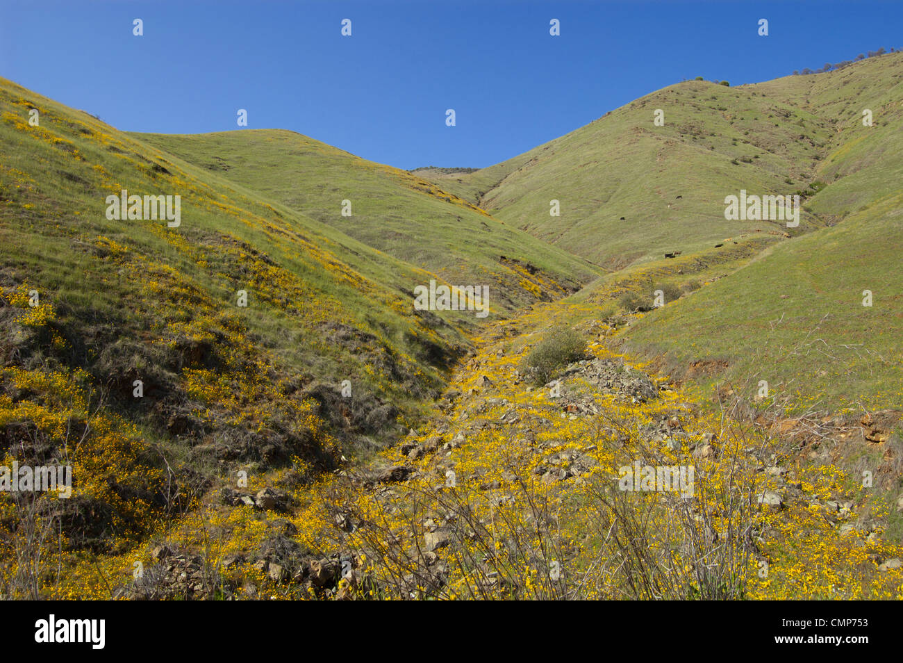 Wildflowers grow on a hillside in Central California, underneath a ...