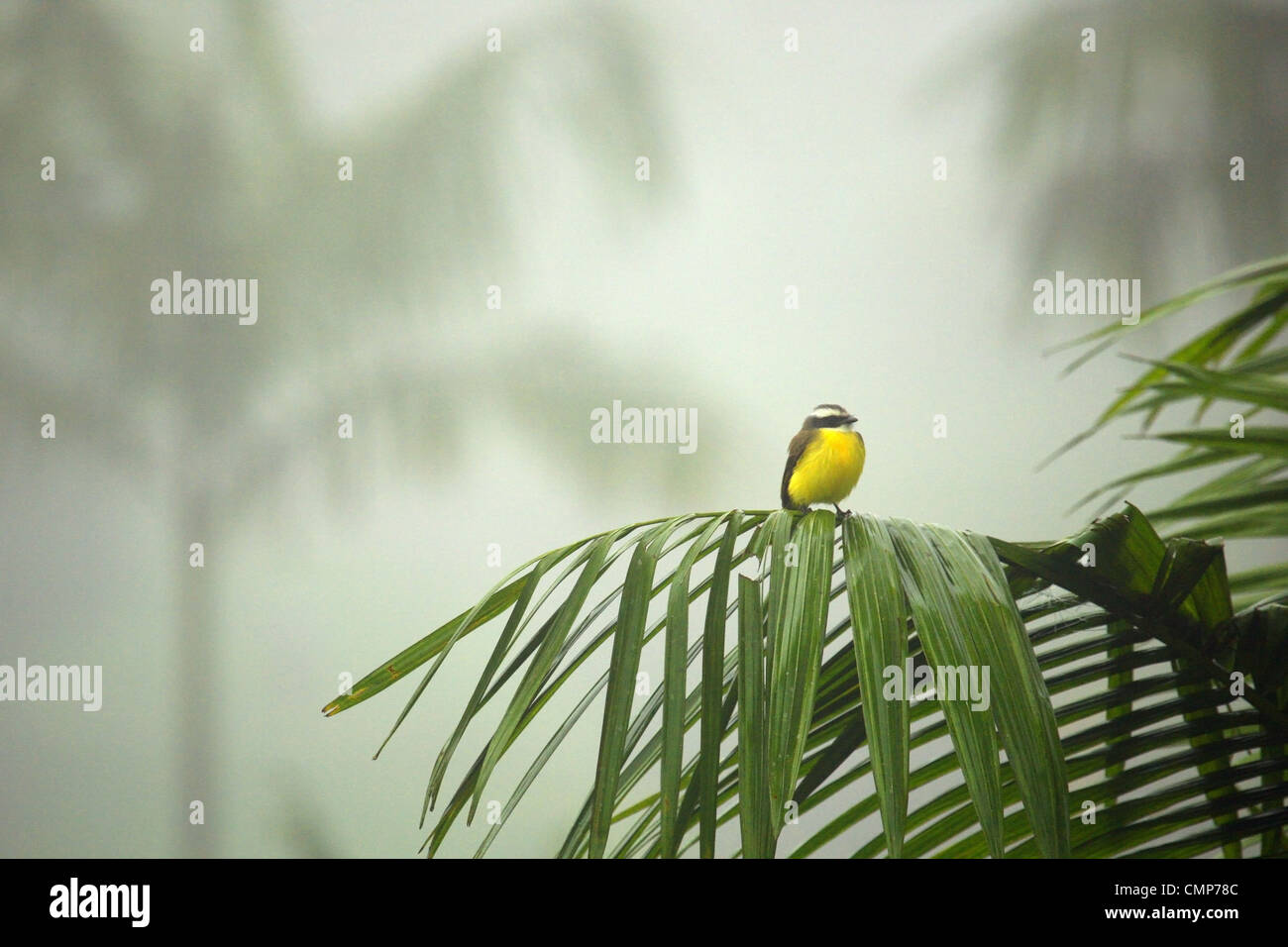Small bird in Costa Rican Rainforest Stock Photo - Alamy