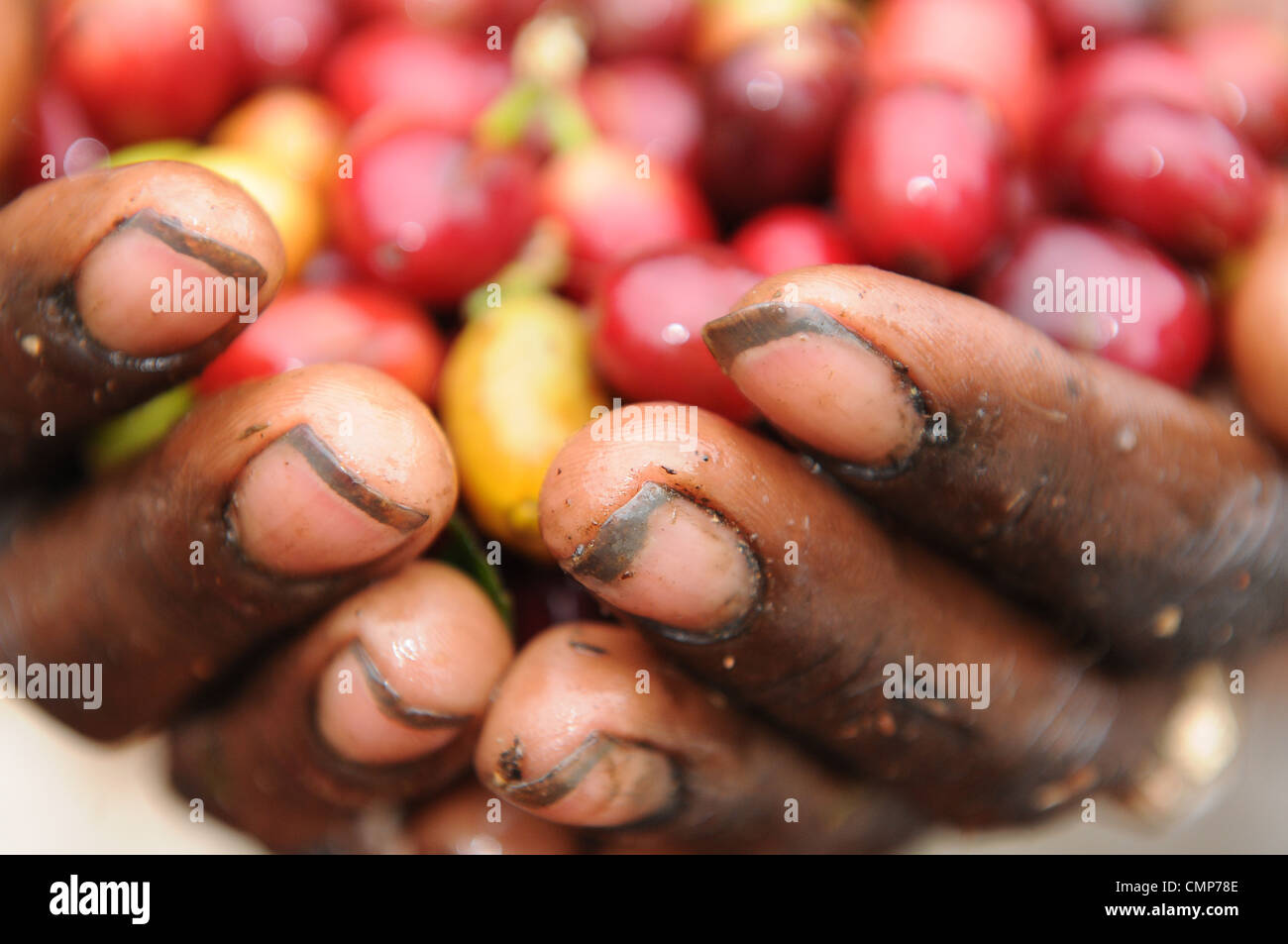 Fresh hand picked Coffee seeds Stock Photo - Alamy