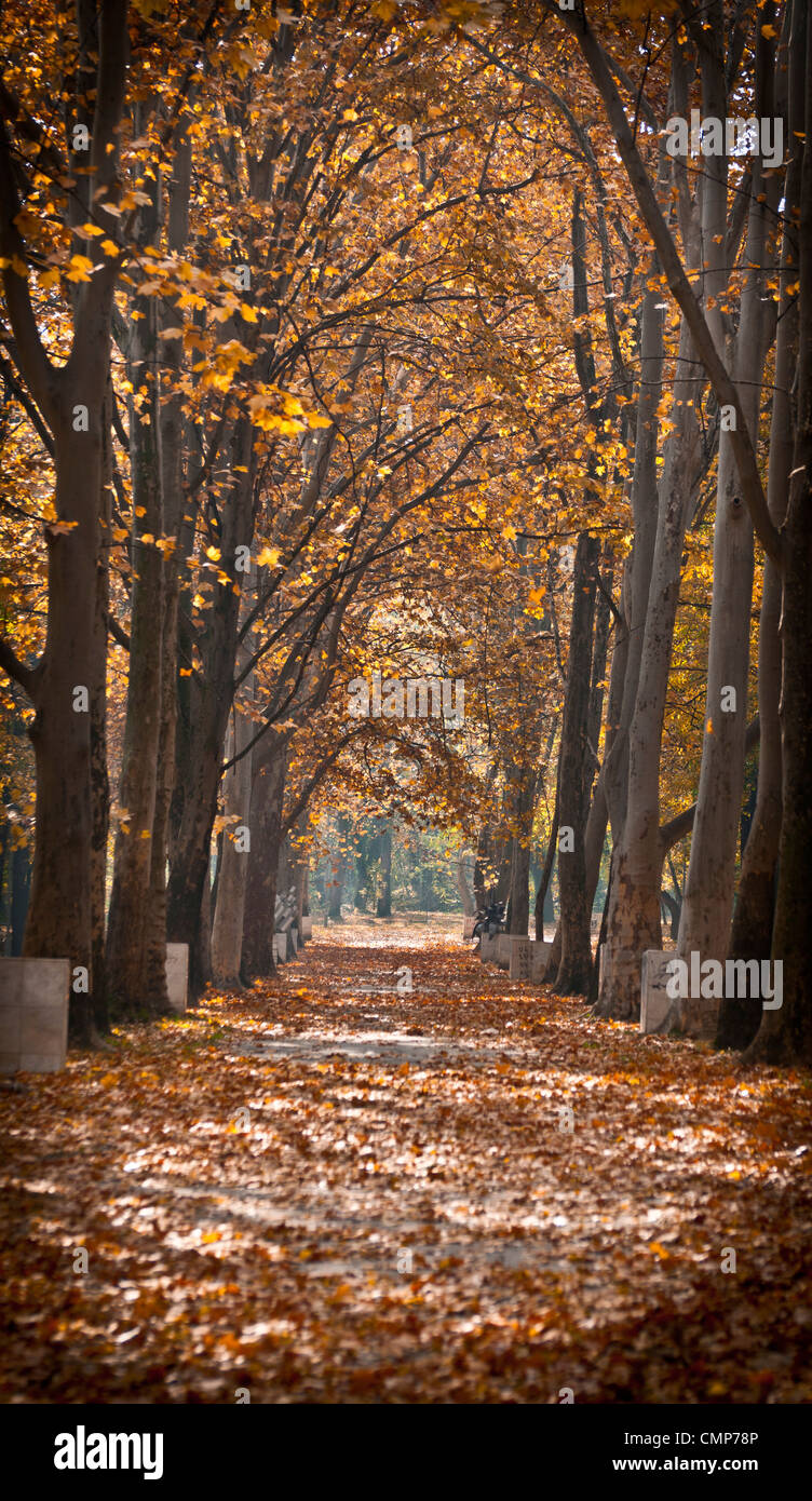 Orange autumn alley Stock Photo - Alamy